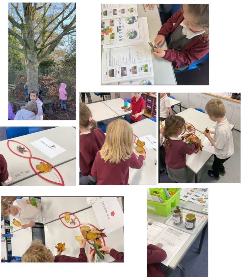 Plants including trees – Browick Road Primary and Nursery School